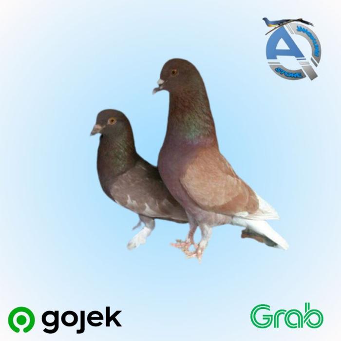 Jual Burung merpati/dara hidup sepasang JODOHAN ️ ️ - Jakarta Barat ...