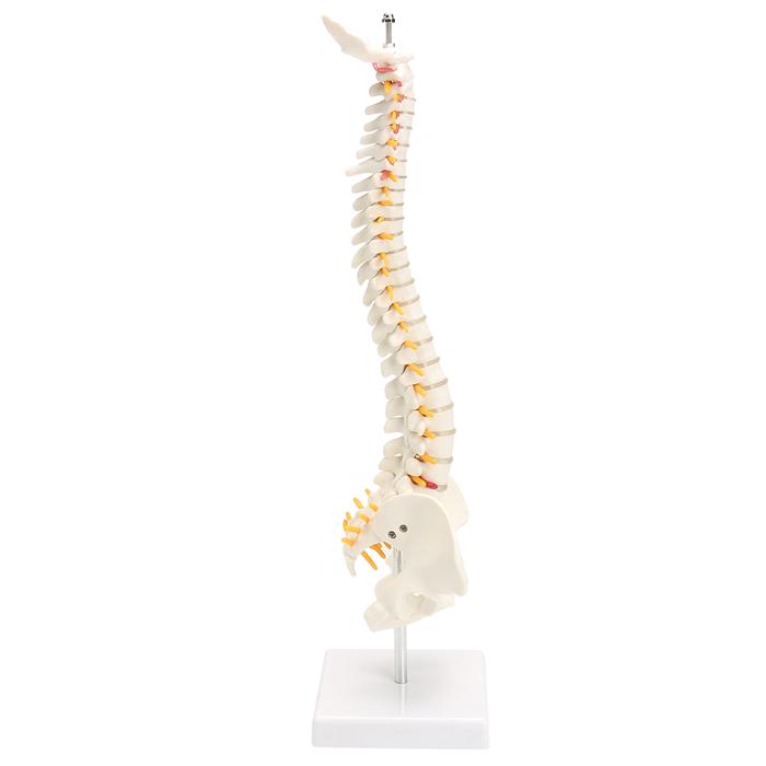 Jual Ls Spine Anatomical Model With Pelvis Femur Heads 1/2 Life Di ...