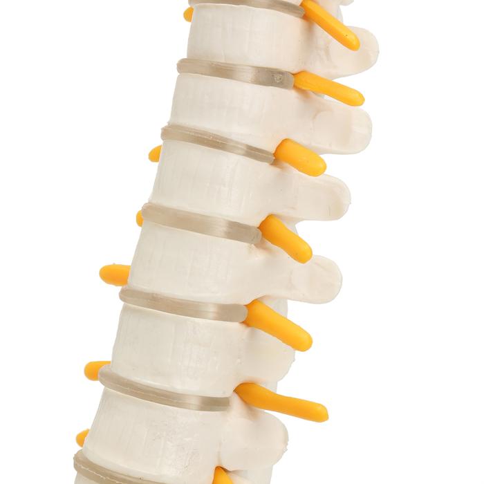 Jual Ls Spine Anatomical Model With Pelvis Femur Heads 1/2 Life Di ...