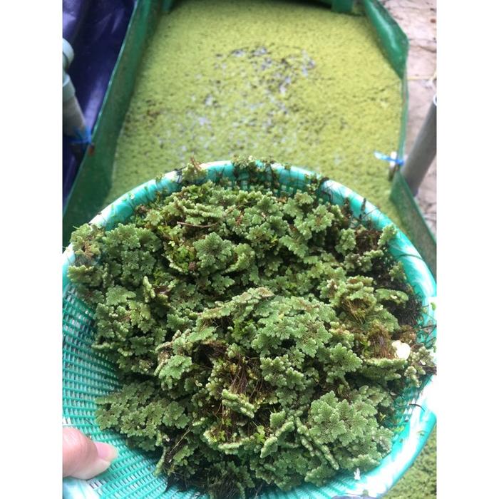 Jual Azolla Microphylla pinata - Kab. Ponorogo - Budaya Jawi | Tokopedia