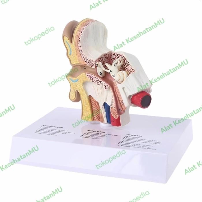Jual Model Anatomi Telinga 1.5 Times Life Size Human Ear Model ... Jual Model Anatomi Telinga 1.5 Times Life Size Human Ear Model ...