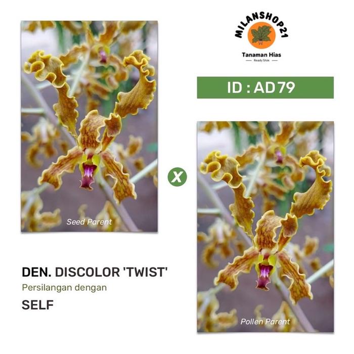 Jual New Poduk Original Anggrek dendrobium dewasa - anggrek dendrobium ...