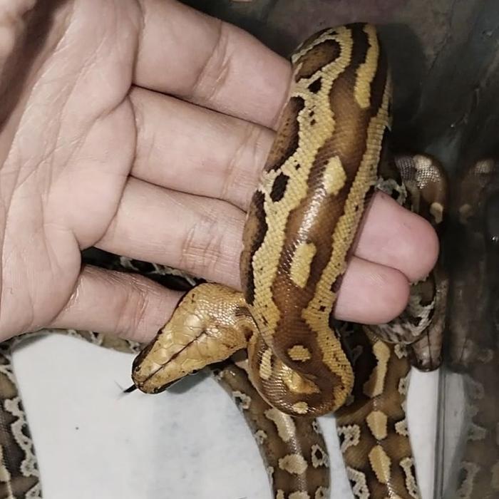 Jual Unik Koleksi hobi baby phyton dipong sumatera Berkualitas ...