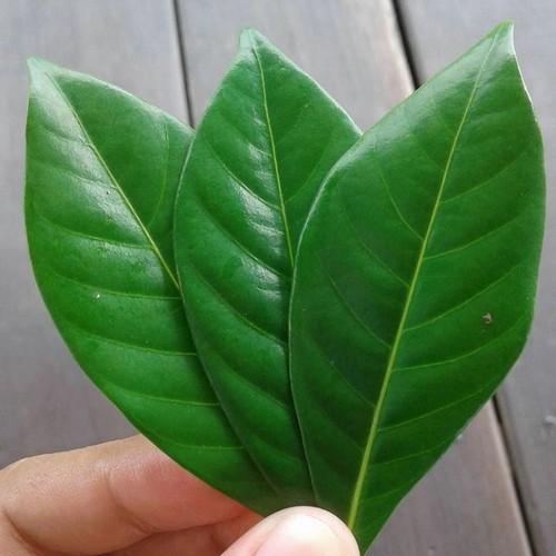 Jual Daun kaca piring obat jantung - Kota Bogor - ABAD BARU IND | Tokopedia