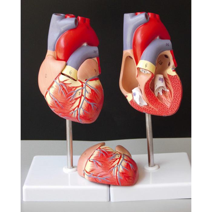 Jual HP Life Size Human Heart Model Anatomical Cardiac Model Learning ...