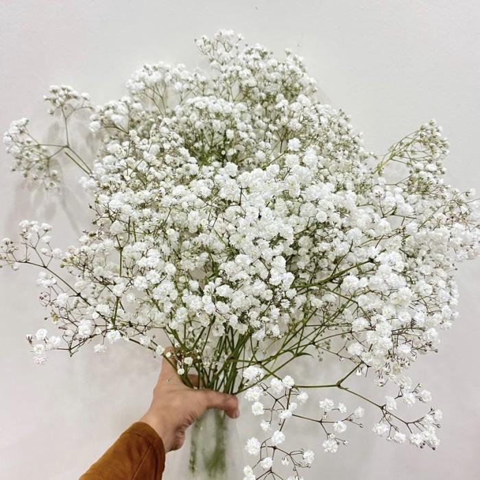Jual Harga per tangkai gypsophila Baby Breath fresh flower - Kota ...