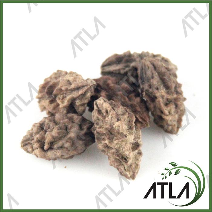 Jual Benih Pohon Jenitri Refill Bibit Tanaman Biji Buah Buahan Genitri ...