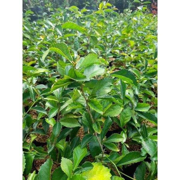 Jual Tanaman Teh Tehan / Teh Pagar / Acalypha Siamensis / Teh Tehan Hijau - Kota Surabaya ...