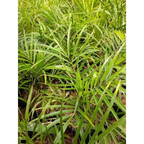 Jual Tanaman Pohon Palem Phoenix / Phoenix Palm Bibit - Kota Surabaya ...