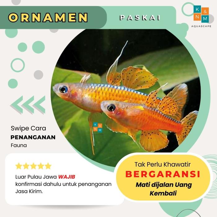 Jual Paskai Ikan Aquarium Aquascape Akuarium - Kab. Karanganyar ...