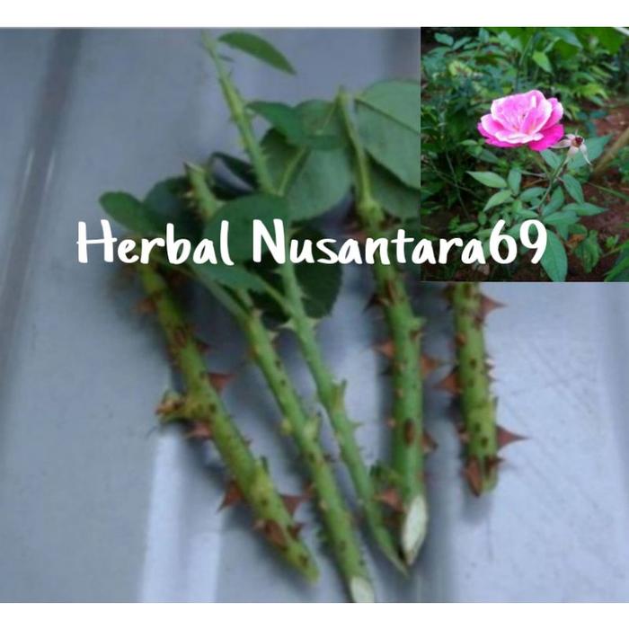 Jual Ready Bibit Stek Bunga Mawar Pink Murah - Jakarta Utara ...