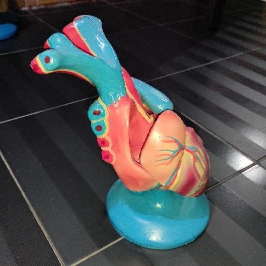 Jual READY! jantung torso model jantung alat peraga pendidikan model ... Jual READY! jantung torso model jantung alat peraga pendidikan model ...