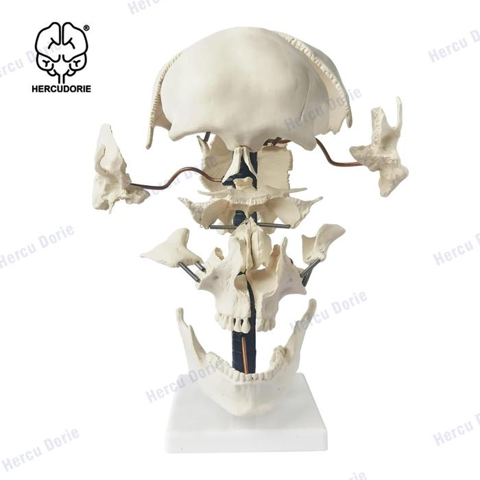 Jual Skull Model, Disarticulated Life-Size Anatomy Skull Model Didactic ...