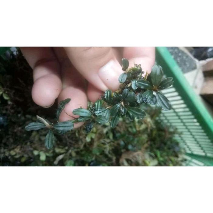 Jual Bucephalandra Buce Phantom Rizhom Tanaman Aquascape Aquarium ...