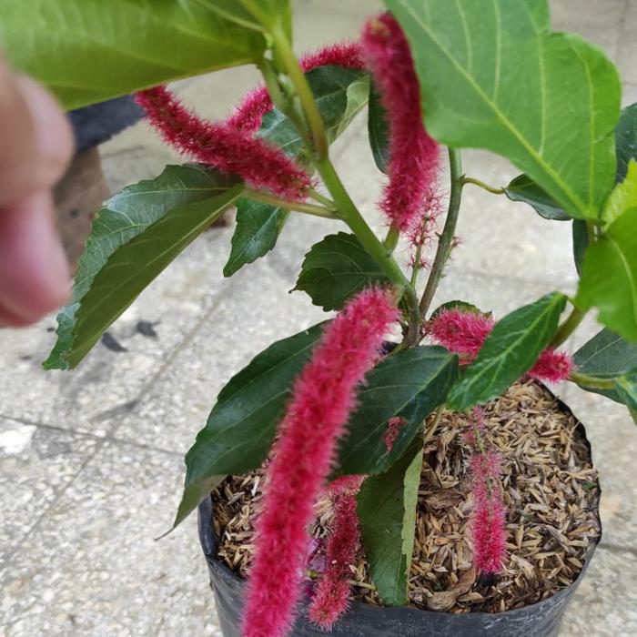 Jual acalypha pohon / ekor kucing / bibit tanaman hias bunga dibppo ...