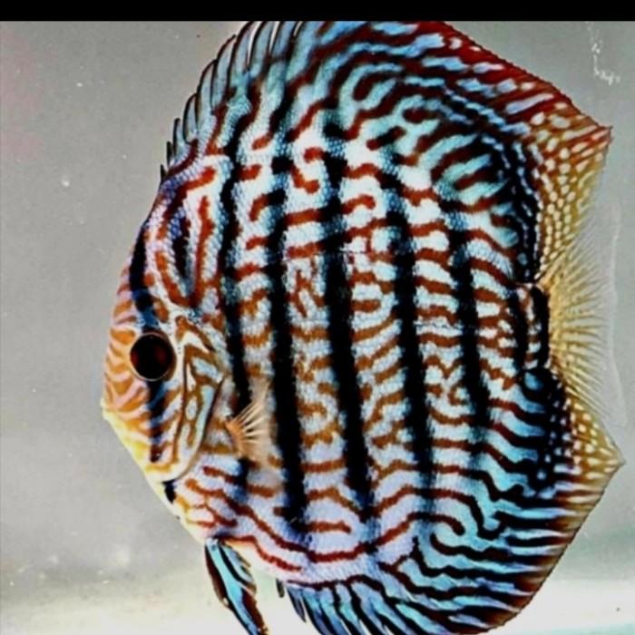 Jual Discus Mozaik / Discus Mozaik / Red Mozaik / Blue Mozaik / Ikan ...