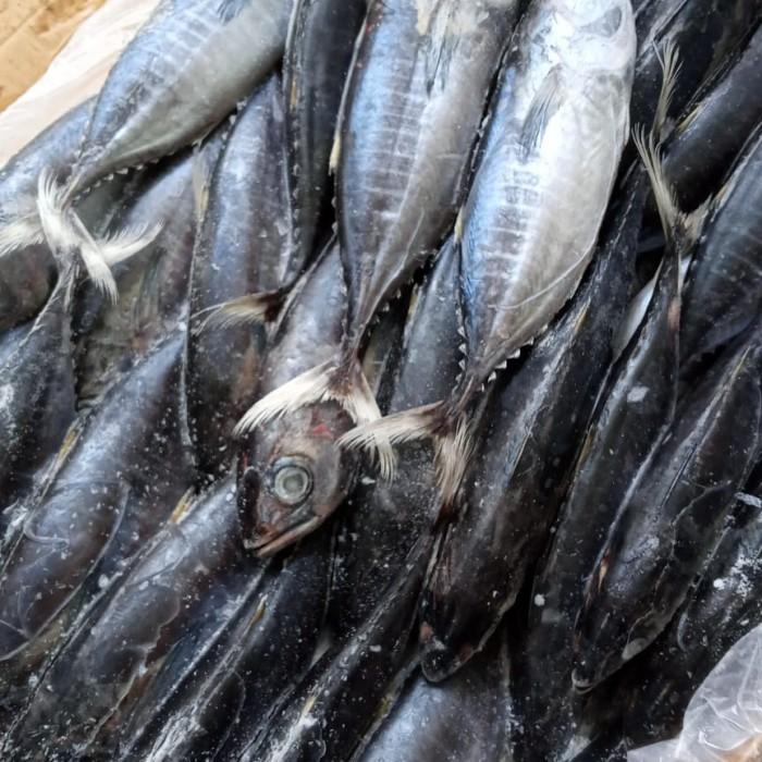 Jual |LEGEND| IKAN BABY TUNA BEKU FROZEN SEGAR 1 KG - Kota Tangerang ...