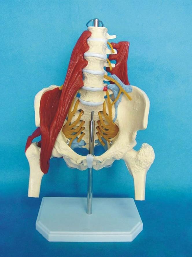 Jual Human lumbar spine with muscle model Pelvic lumbar disc herniation ...