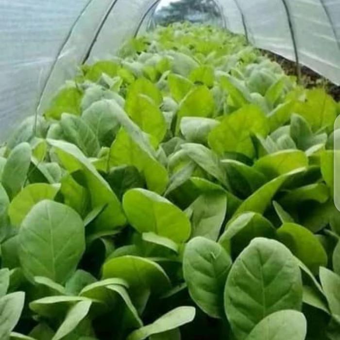 Jual Bibit Benih Biji Tembakau Asli Rembang - Jakarta Pusat - SITI ...