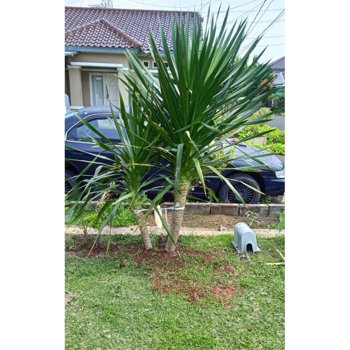 Jual Tanaman Hias Pandan Bali | Tanaman Pandan Bali | Pohon Pandan Bali ...