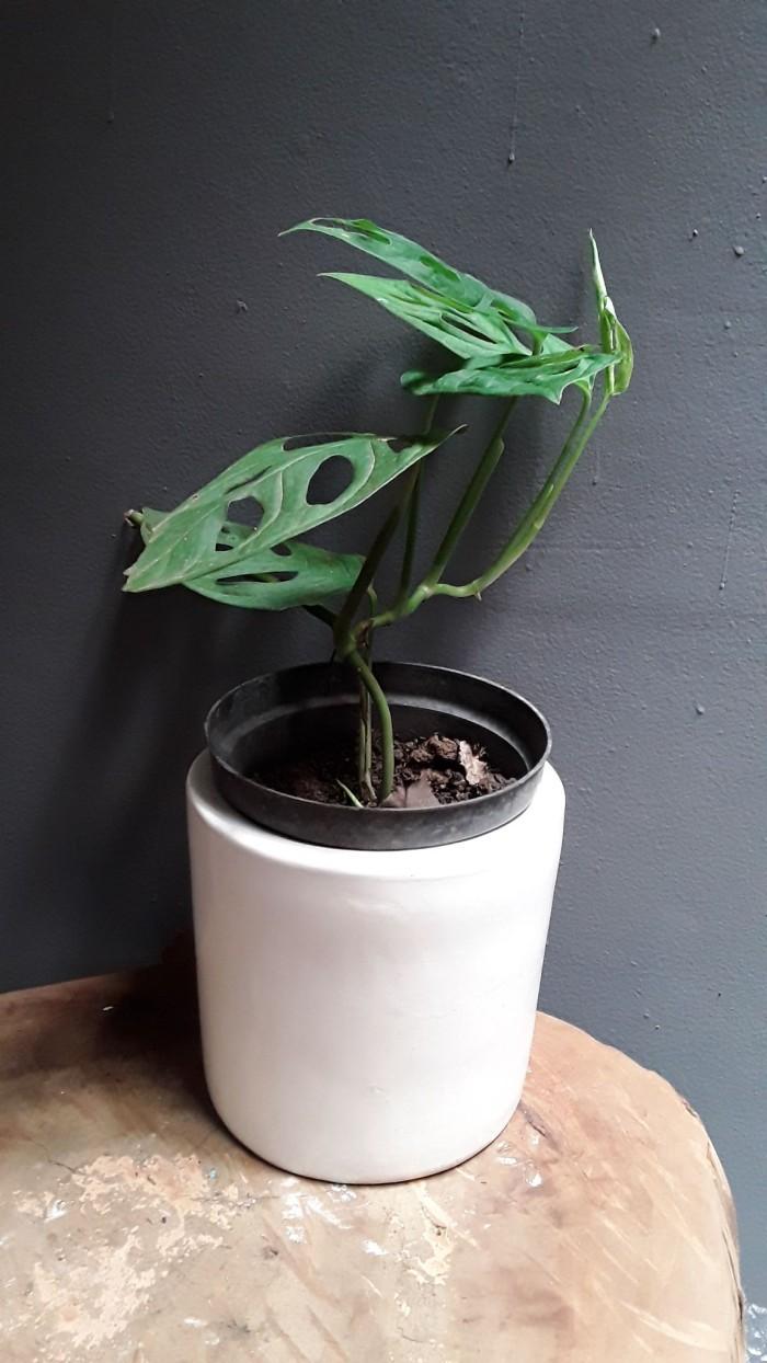 Jual Pot tanaman hias dari tanah liat 10 cm sampai 50cm warna putih ...
