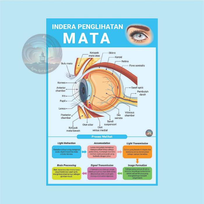 Jual Poster Anatomi Bagian dan Fungsi Panca Indera Manusia (Hidung ...