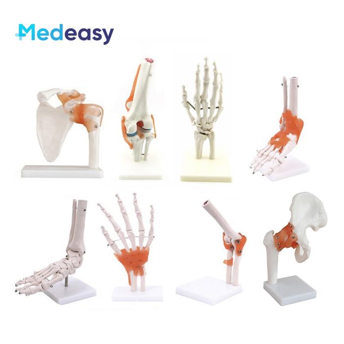 Jual Human Life Size Anatomical Joint Model with Ligaments for Knee ...