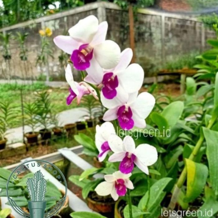 Promo PROMO Anggrek Dendrobium / Tanaman hidup Anggrek dendrobium Bunga ...