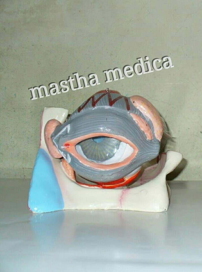 Jual ManekinTorso Kerangka Anatomi Model Mata Manusia - Kota Surabaya ...