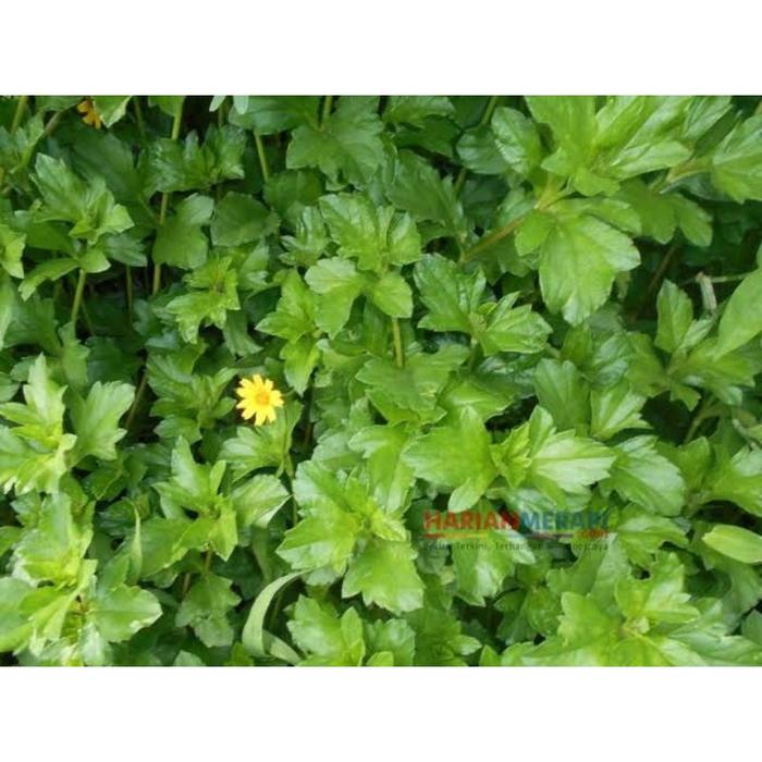 Jual Daun Getang Atau Jotang Segar Dan Kering 1 Kg - Kab. Bogor ...