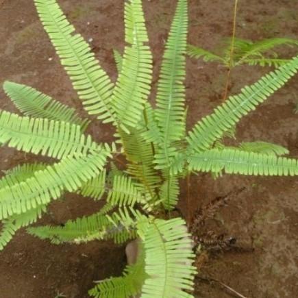 Jual Bibit atau benih pohon paku anam andam kayu resam pena kaligrafi ...