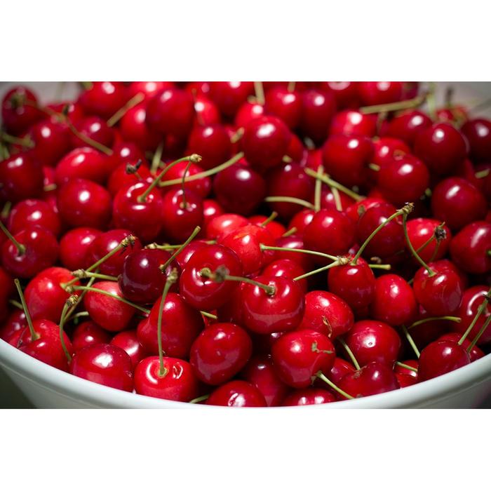 Jual Biji Buah Cherry - Tanaman Pohon Buah Cherry - Biji Pohon Buah ...