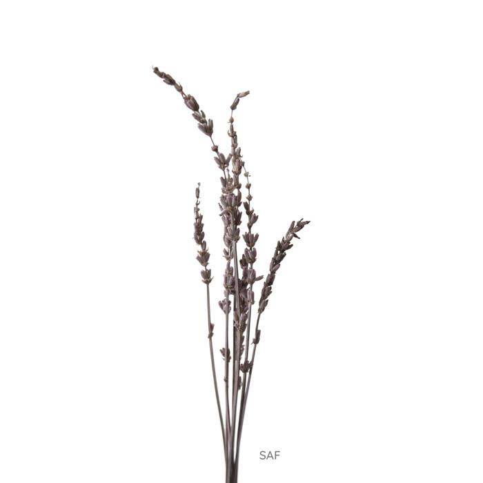 Jual bunga Lavender kering / dried lavender flower props foto SAF photo ...