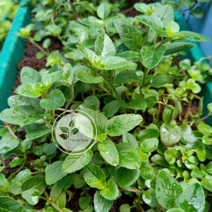 Jual Pohon greek oregano - Bibit tanaman oregano satu pot - Daun herba ...