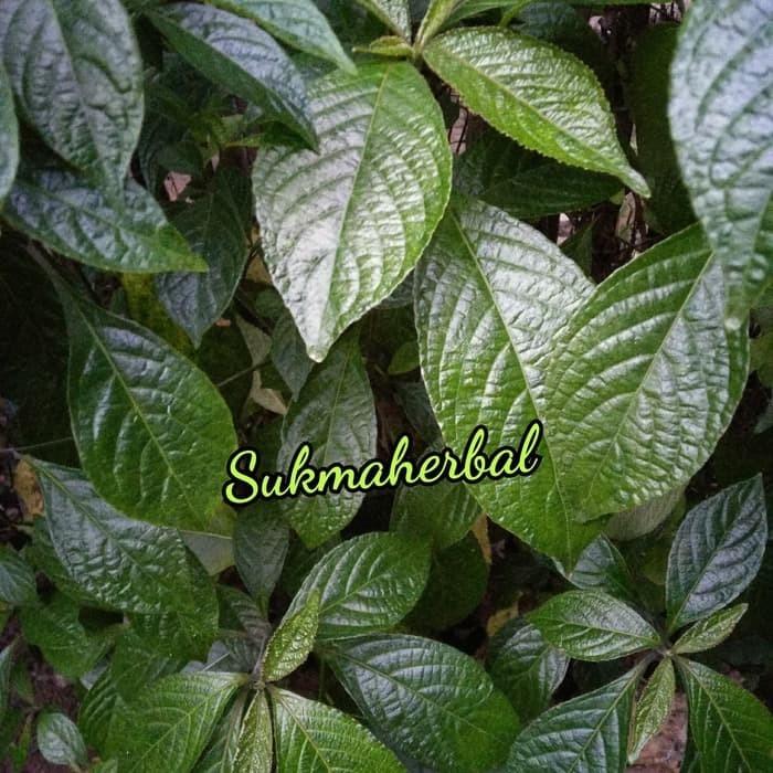 Jual Terbaik Daun Kejibeling Segar | Strobilanthes Crispus Fresh - Kota ...