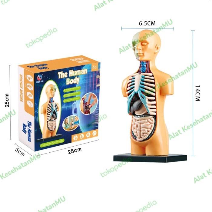 Jual Model Anatomi 3D Human Body Torso Model Educational Assembly ...