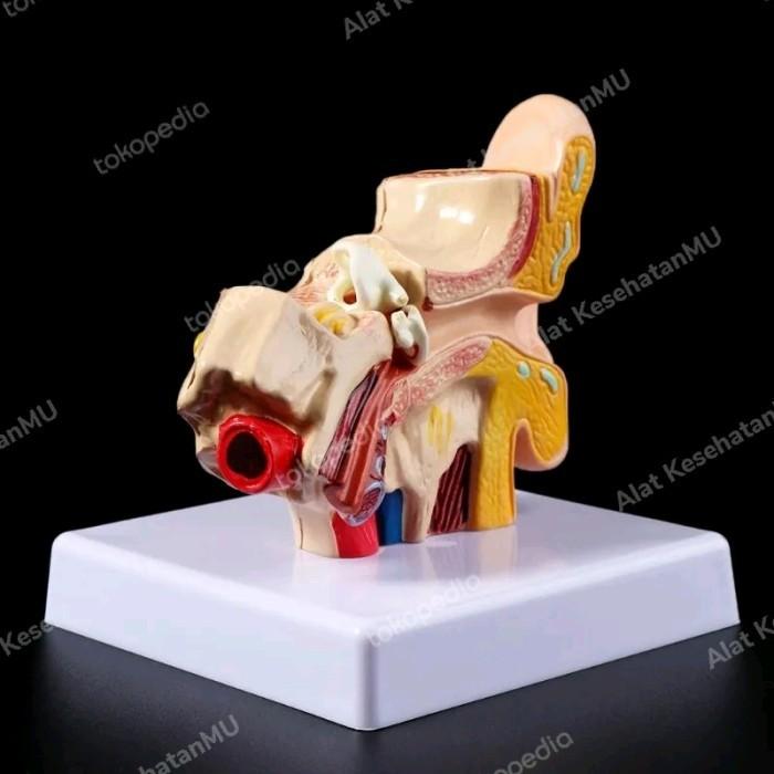 Jual Model Anatomi Telinga Manusia Human Ear Anatomy - Kota Surabaya ...