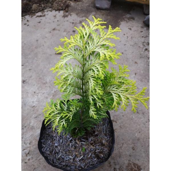 Jual tanaman hias pohon cemara inoki golden tanaman hidup jcycdr 0771ok ...
