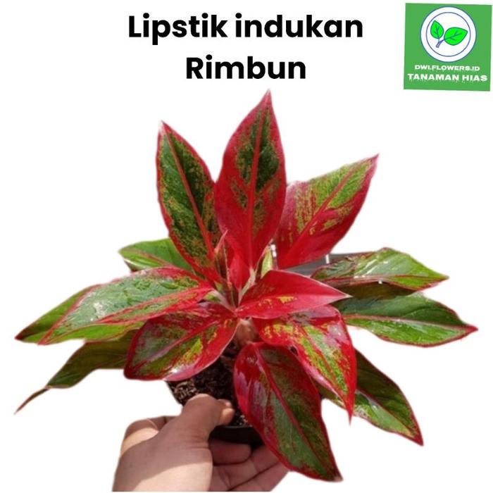 Promo PROMO! Tanaman Hias Aglonema Lipstik Merah / Bunga Hias Aglaonema ...