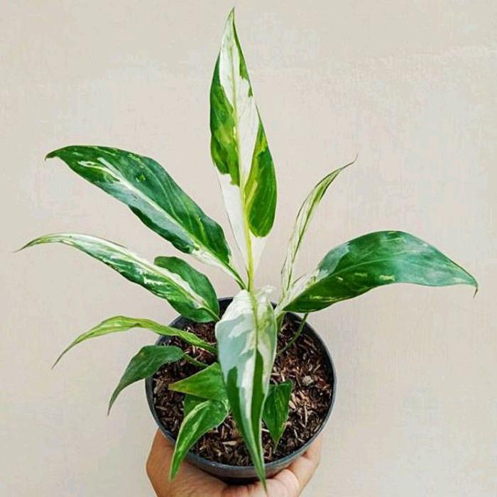 Promo Tanaman Hias Jenis Spathifylum Atau Peace Lily / Bunga Hias Peace ...