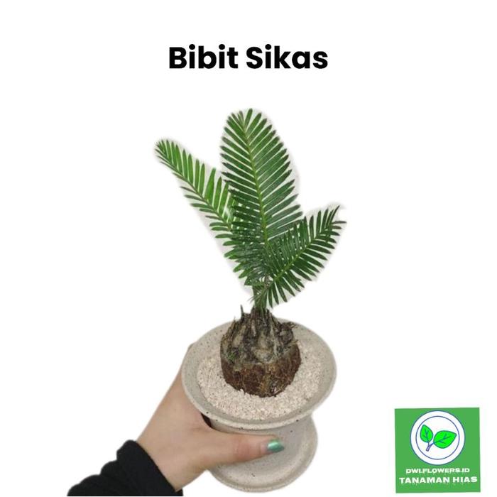 Promo ( BISA COD ) Tanaman Hias Palem Sikas Dewasa & Bibit Palm Sikas ...