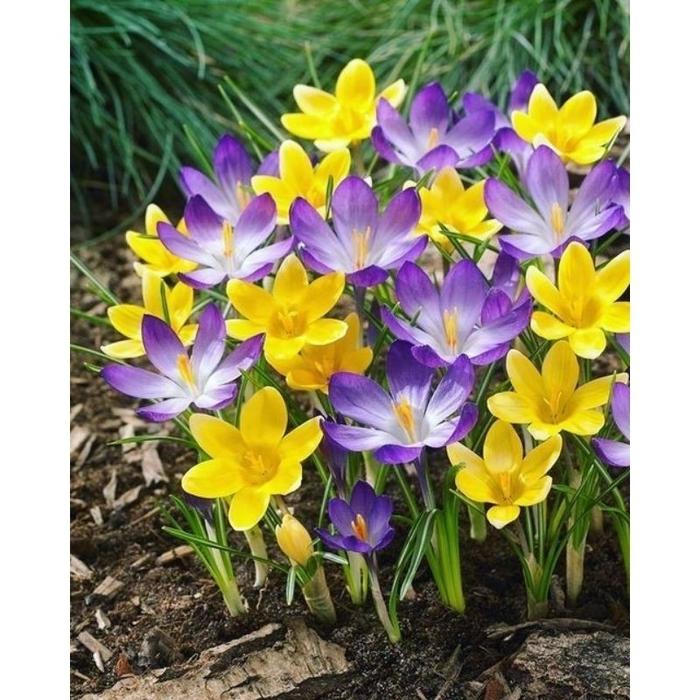 Promo Tanaman Hias Lili Hujan Bunga Hidup Rain lily Hujan / Tanaman ...