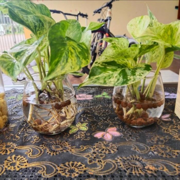 Jual vas Bunga kaca Bening Hias Minimalis Pot Tanaman Air Hidroponik ...