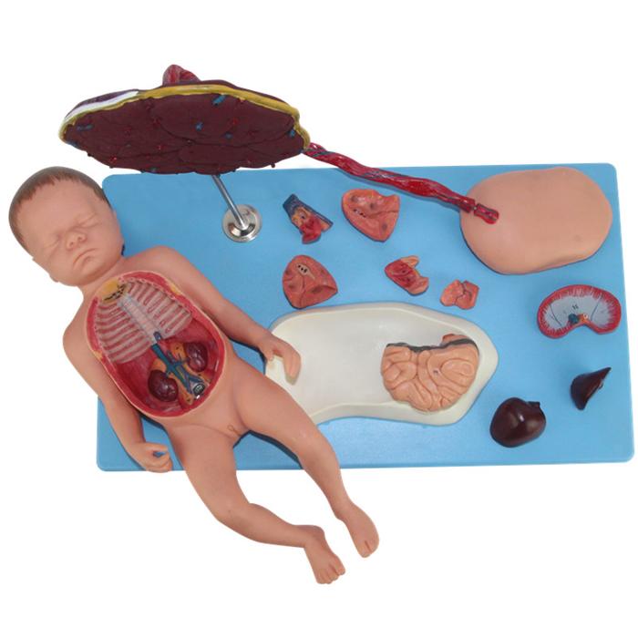 Jual Placenta umbilical cord and fetal attached viscera model Newborn ...