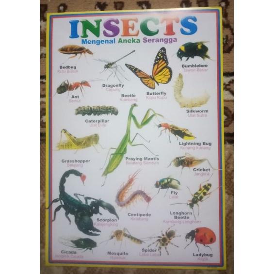 Jual READY POSTER EDUKASI ANAK BELAJAR MENGEJA ABC HURUF TEGAK ALAT ...