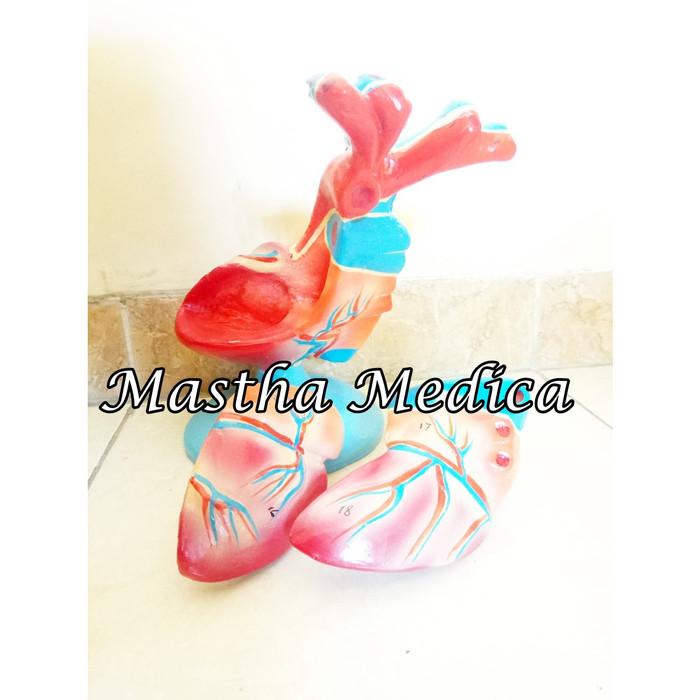 Jual Manekin / Torso Kerangka Anatomi Model Jantung Manusia - Jakarta ...