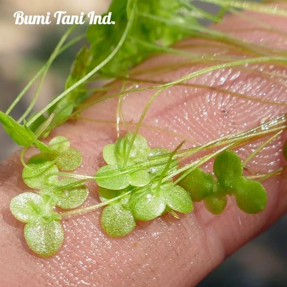 Promo lemna minor/lemnaceae lemna duckweed kiambang | Tanaman air aquascape - 50gram - Kab ...