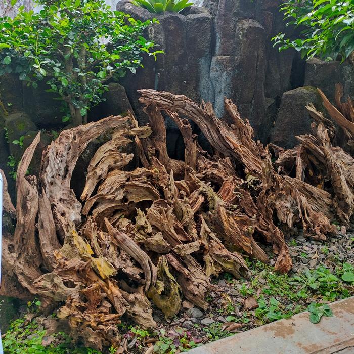 Jual BM Kayu Rentek Aquascape Paludarium Size XL - XL Random - Kota ...