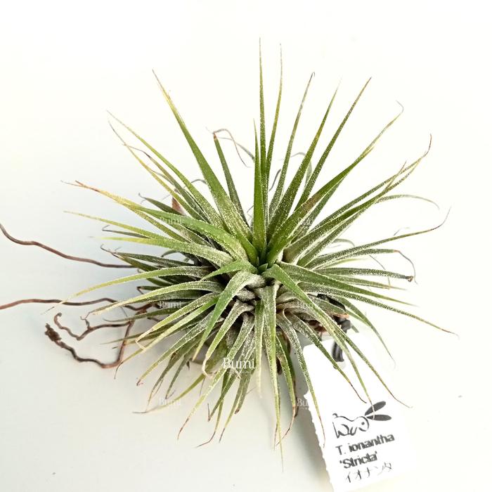 Jual Tillandsia ionantha 'Stricta' - import BUMI Air Plant Tanaman ...