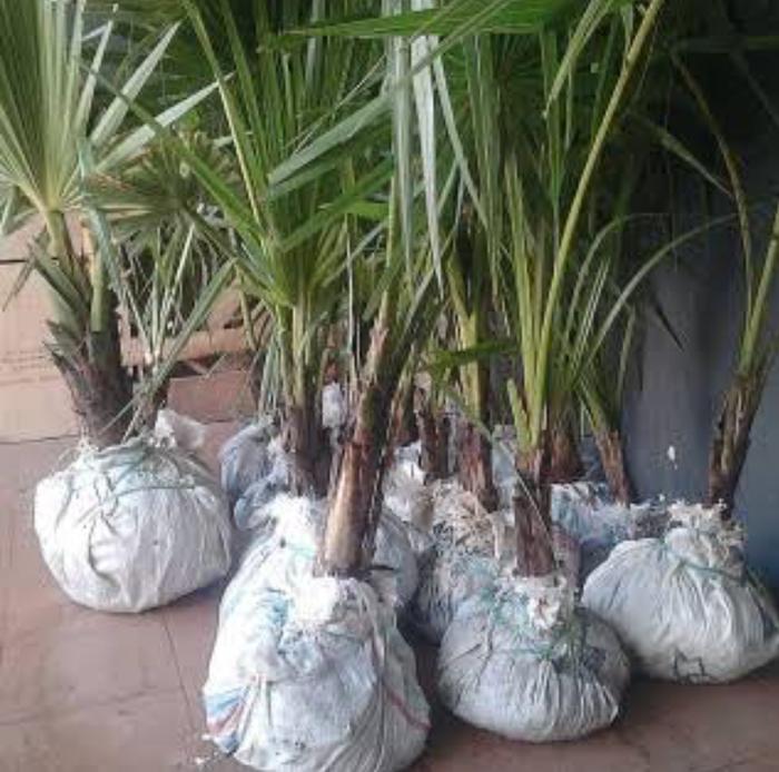 Jual Terbaru, Bibit Pohon Siwalan/Lontar Anakan Sudah Berdaun,,Lontar 1 ...